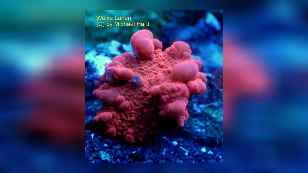 Discosoma sp. 33 Red Disc Anemones