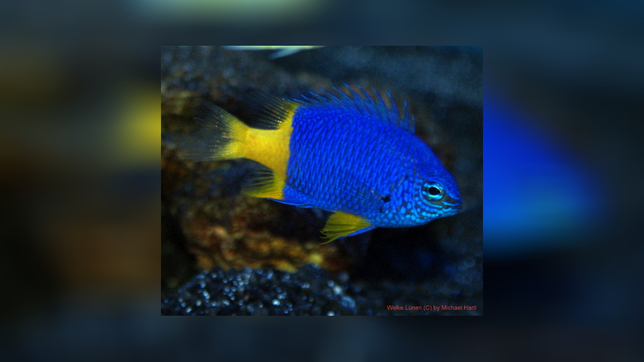 Chrysiptera arnazae Arnazae damselfish