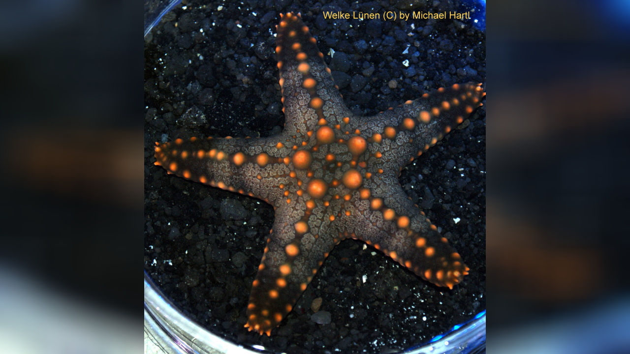 Pentaceraster sp. 02