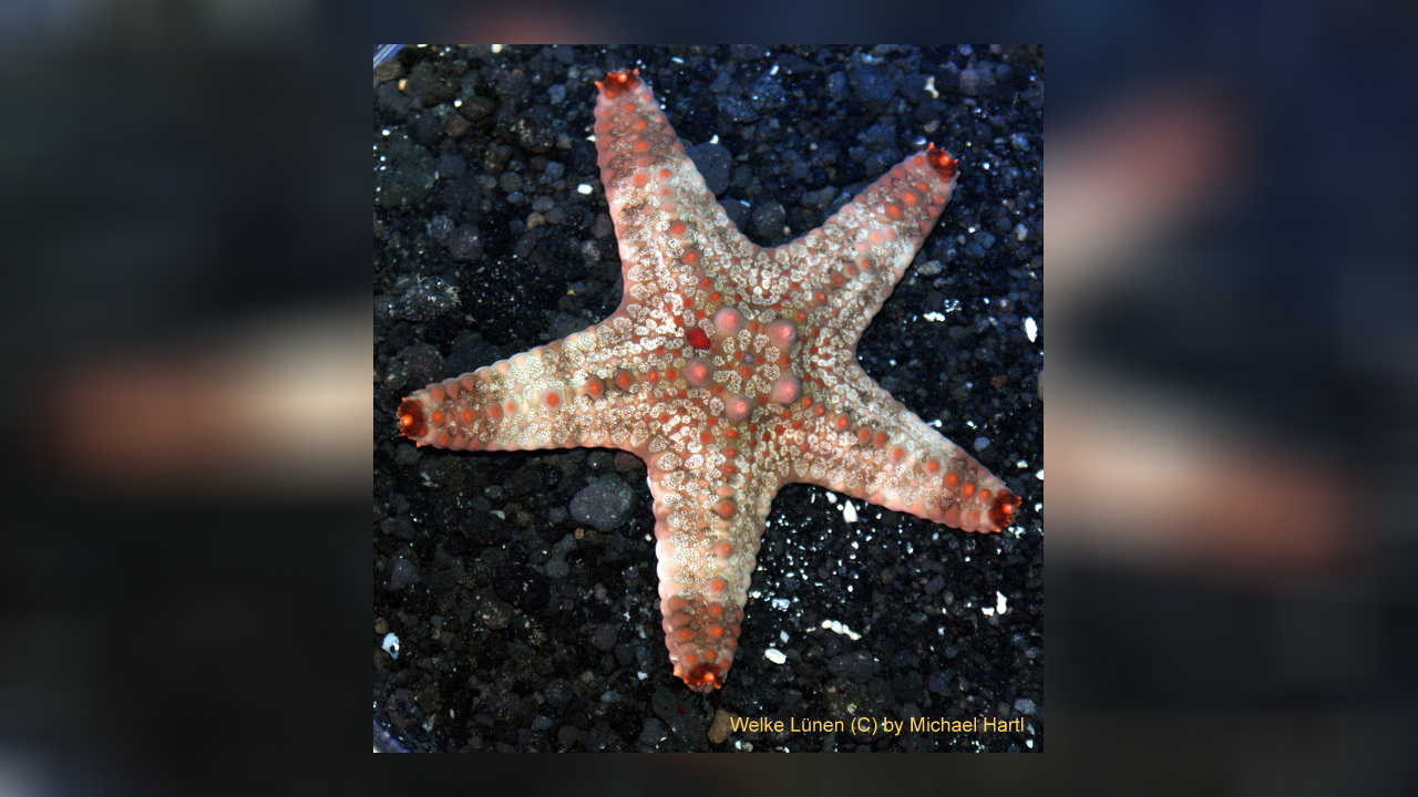 Pentaceraster sp. 04