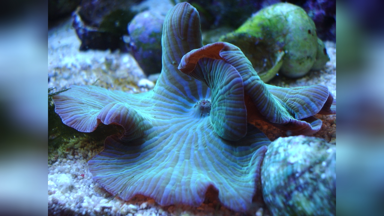 Discosoma sp. 20 Mushroom coral
