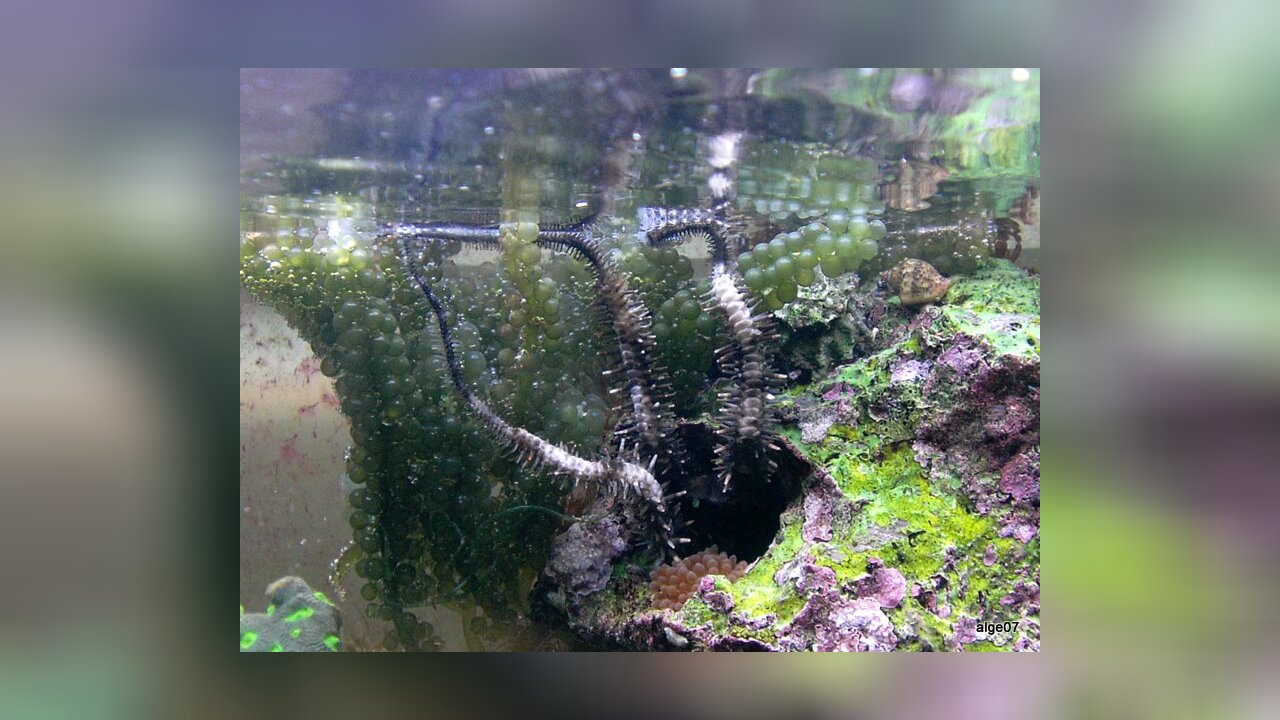 Ophiocoma erinaceus Spiny Brittle Star