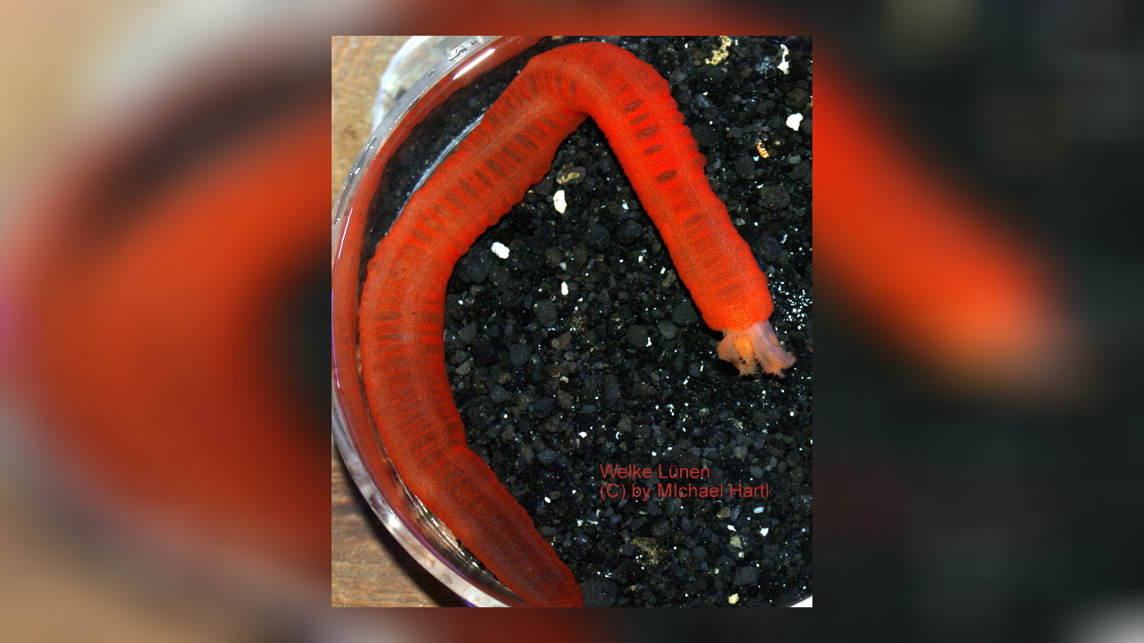 Opheodesoma australiensis ticky snake sea cucumber
