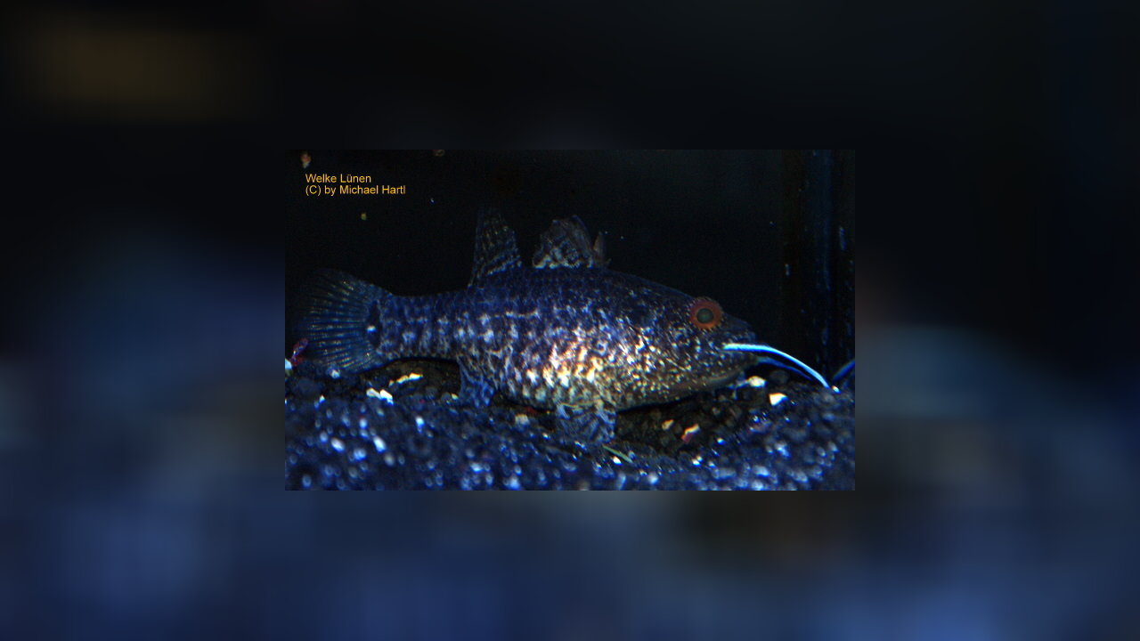 Fowleria aurita Crosseyed cardinalfish