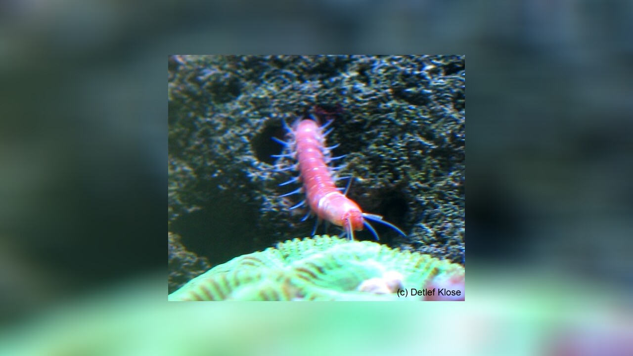 Eunice sp. 01 Ring palolo worm