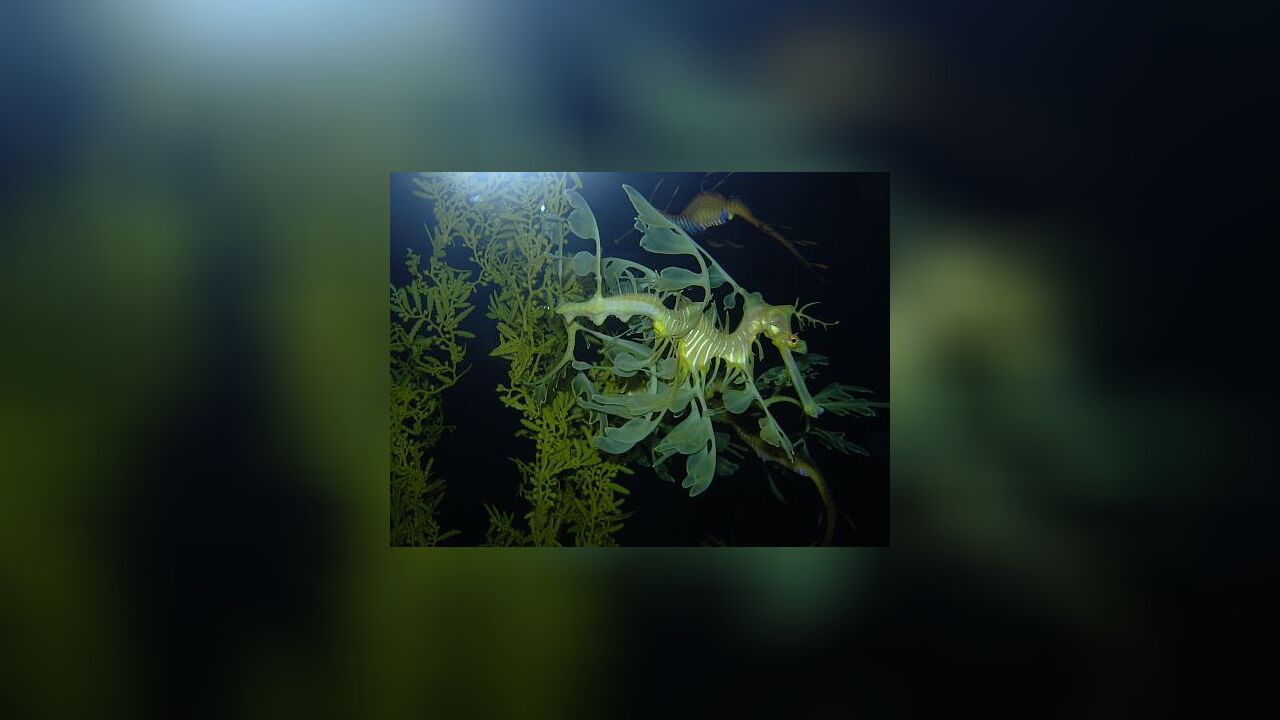 Phycodurus eques Australischer Fetzenfisch