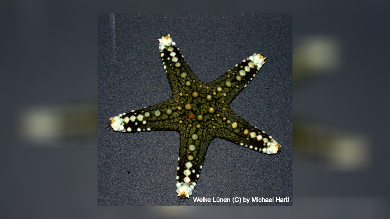 Pentaceraster sp. 02