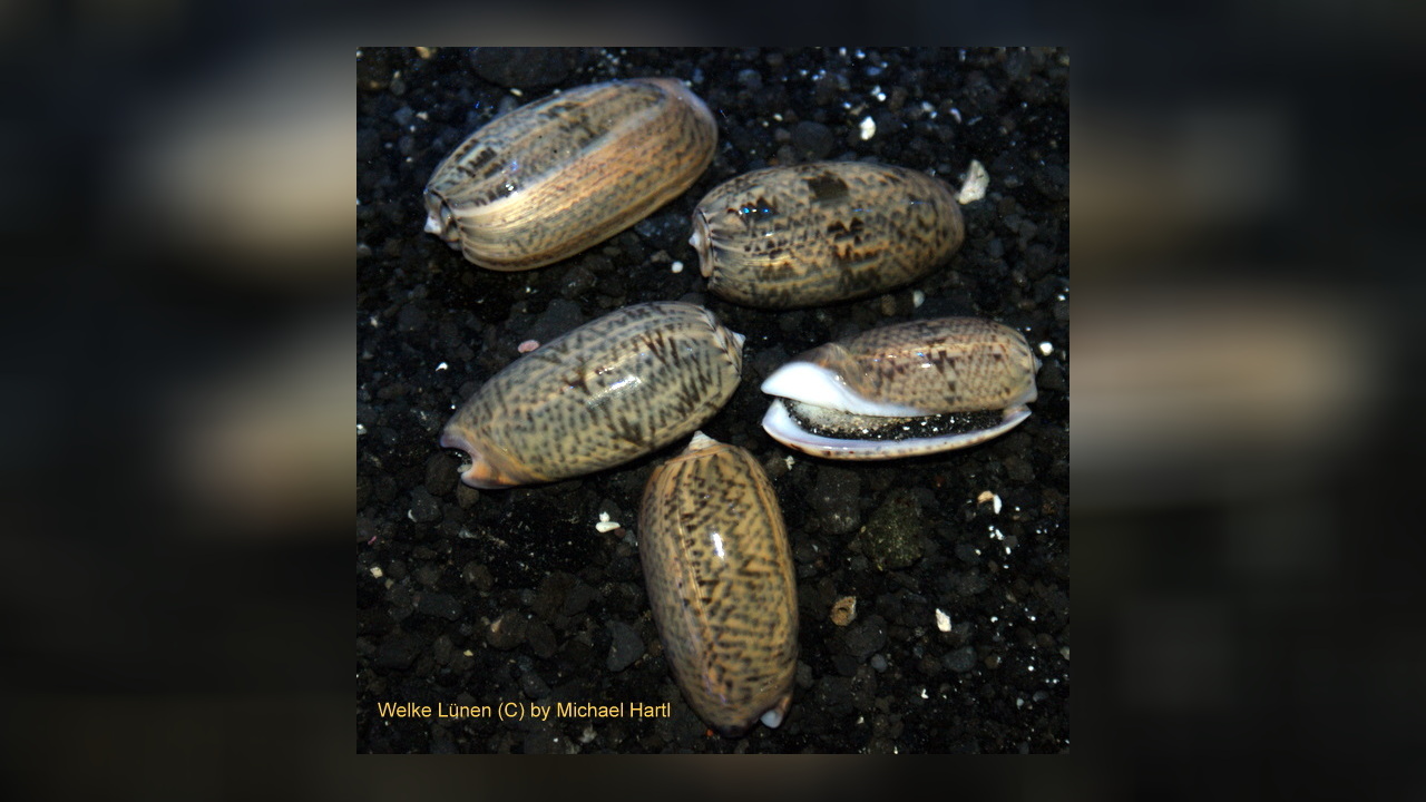 Oliva reticulata blood olive