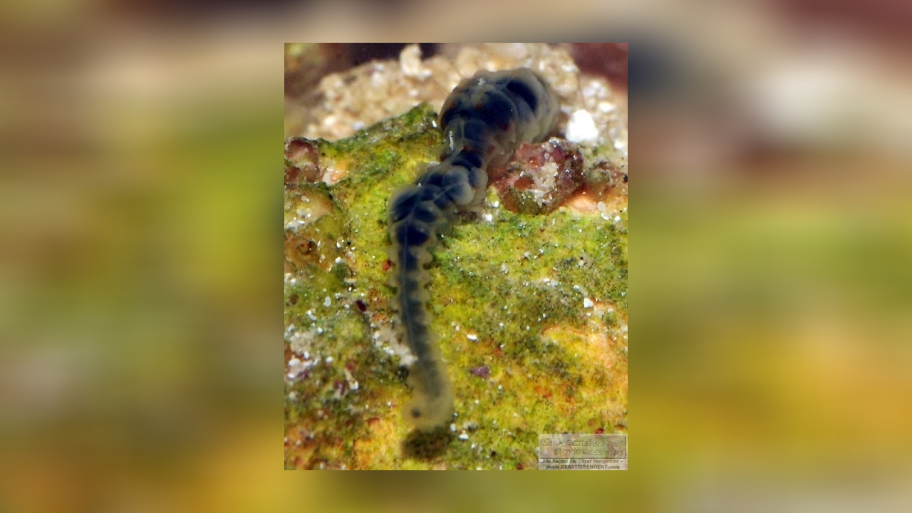 Phyllochaetopterus sp.01 False Spaghetti Worm