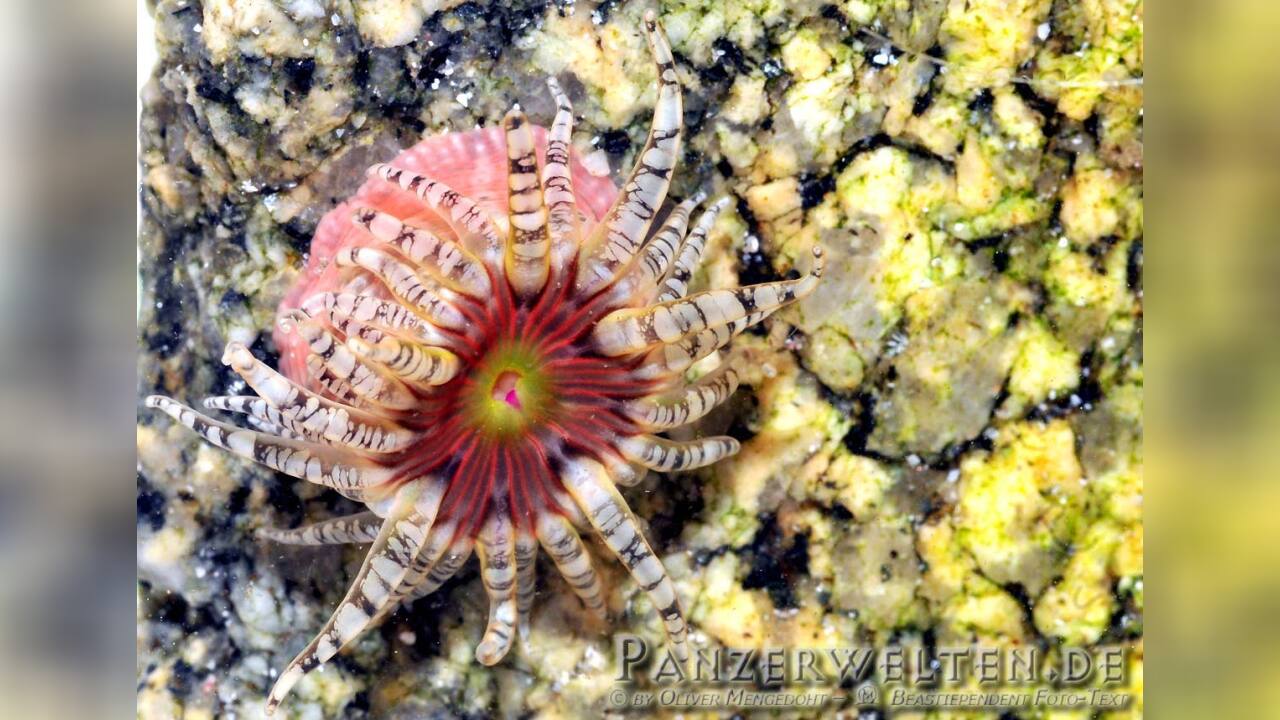 Aulactinia verrucosa Gem Anemone