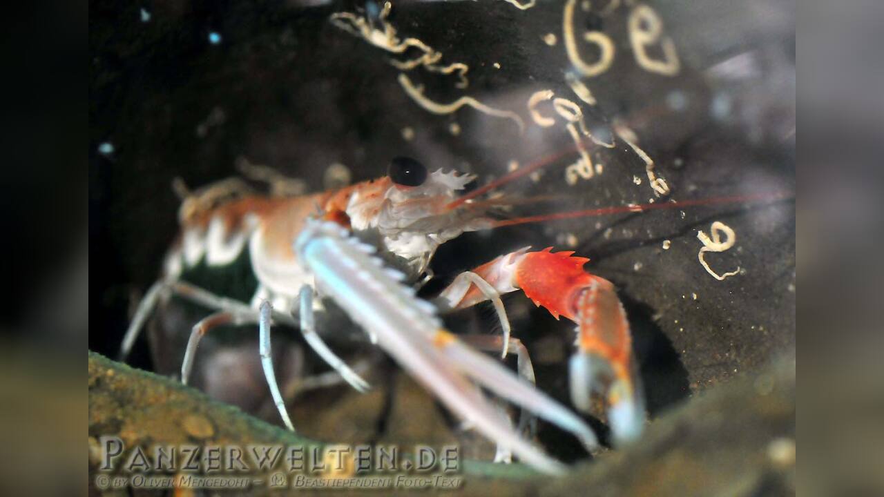 Nephrops norvegicus Norway lobster, Dublin Bay prawn, Langoustine, Scampi
