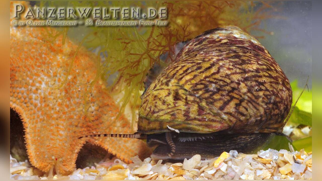 Phorcus lineatus Thick top, Lined top shell, Lined Monodont, Thick ...