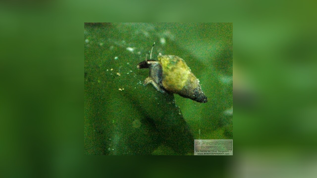 Peringia ulvae Laver Spire Shell