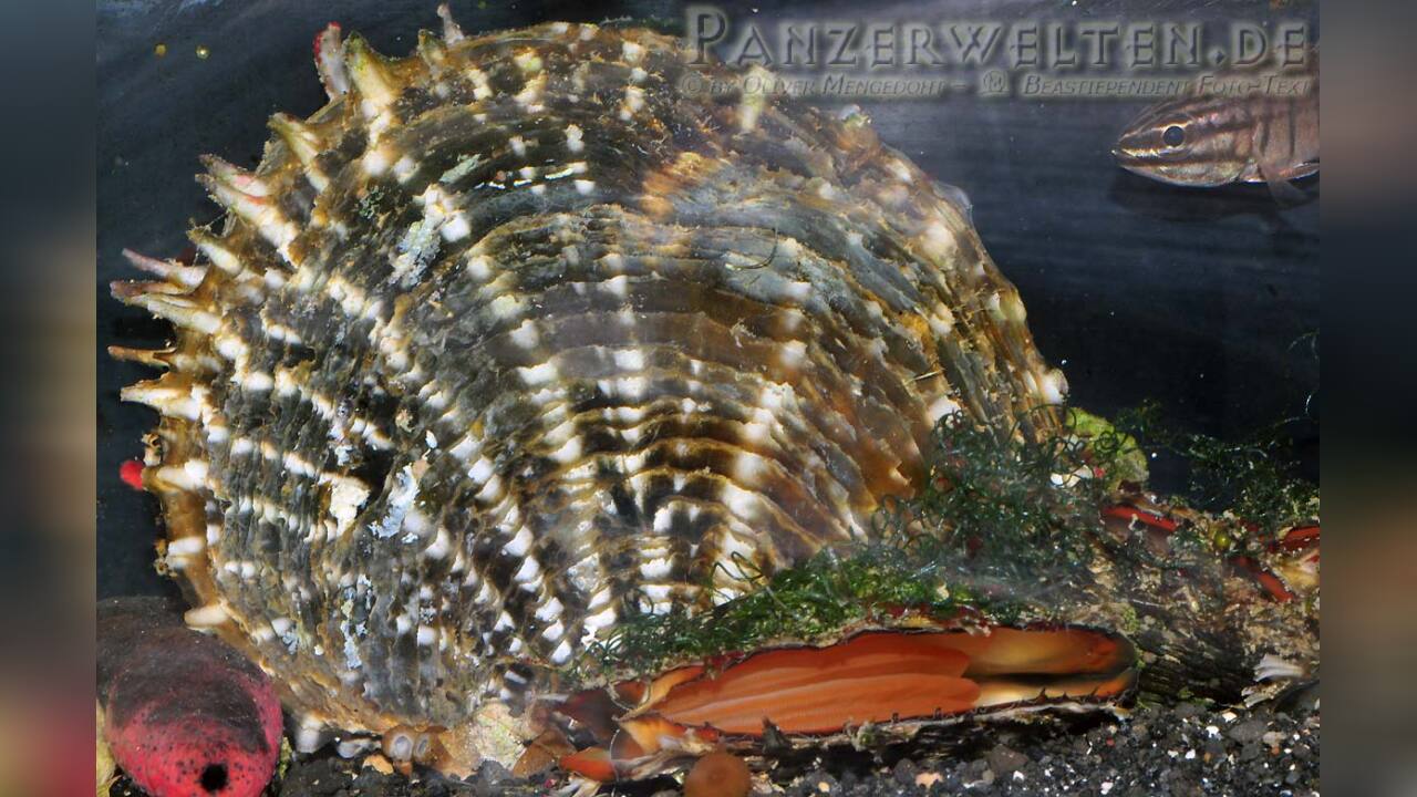 Pinctada margaritifera Pearl Oyster