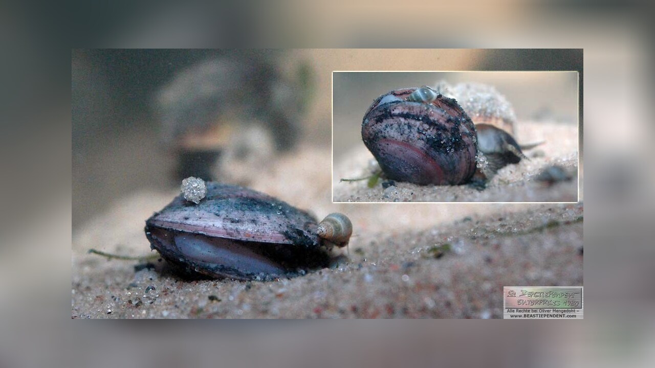 Macoma balthica Baltische Plattmuschel, Rote Bohne