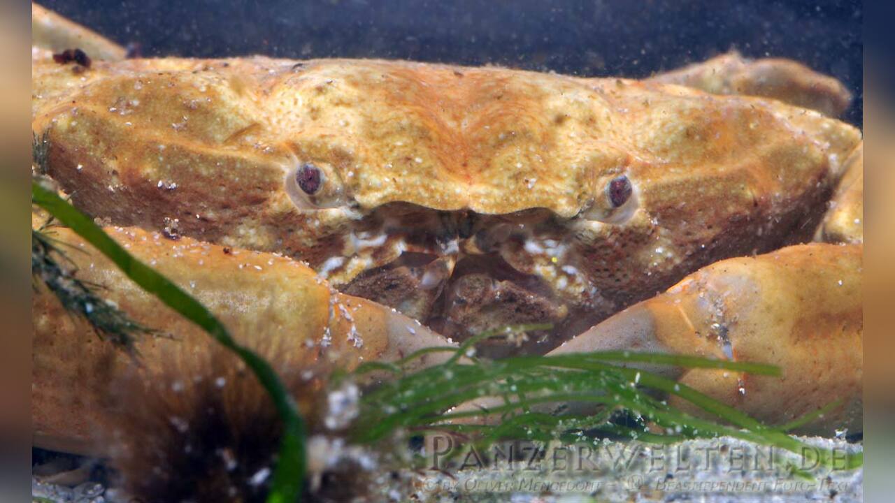 Xantho pilipes Glatte Steinkrabbe