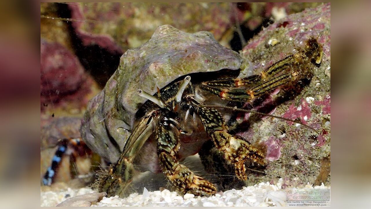 Clibanarius striolatus Danas hermit crab