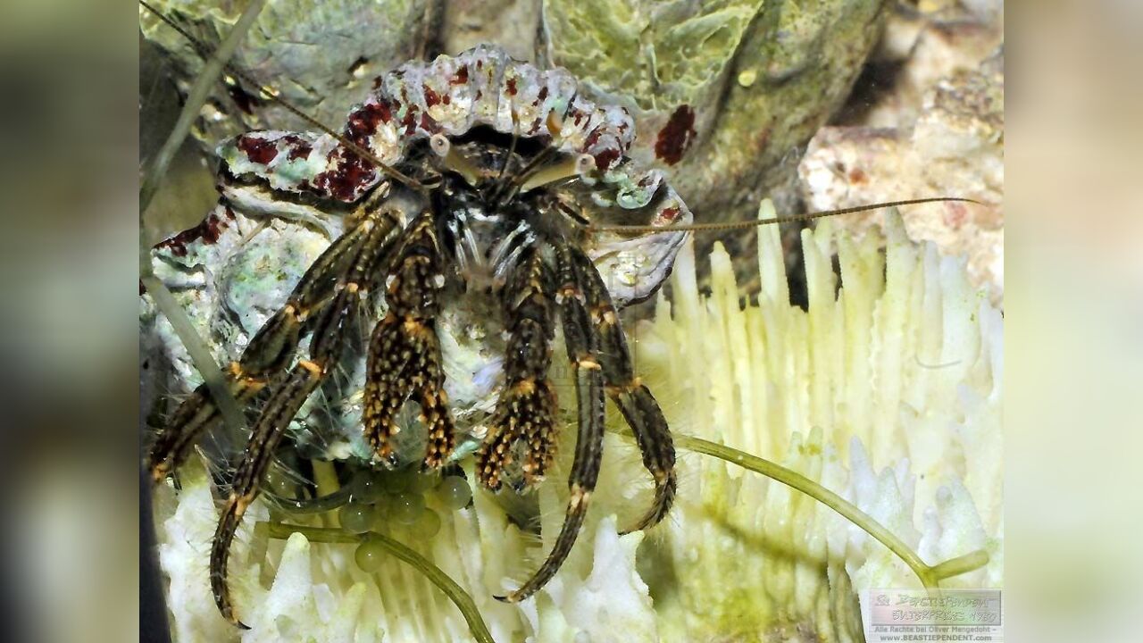 Clibanarius striolatus Danas hermit crab