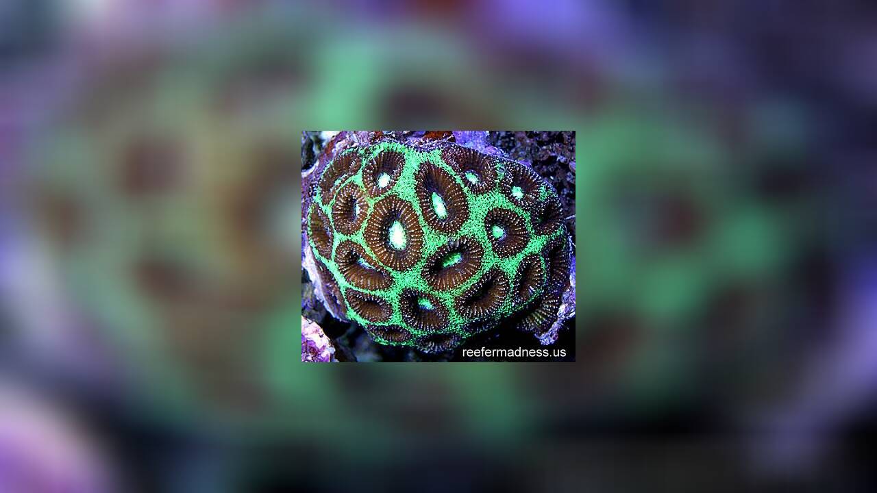 Dipsastraea maritima knob coral