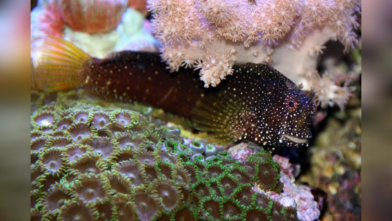Salarias ramosus Starry Blenny, Snowflake Blenny