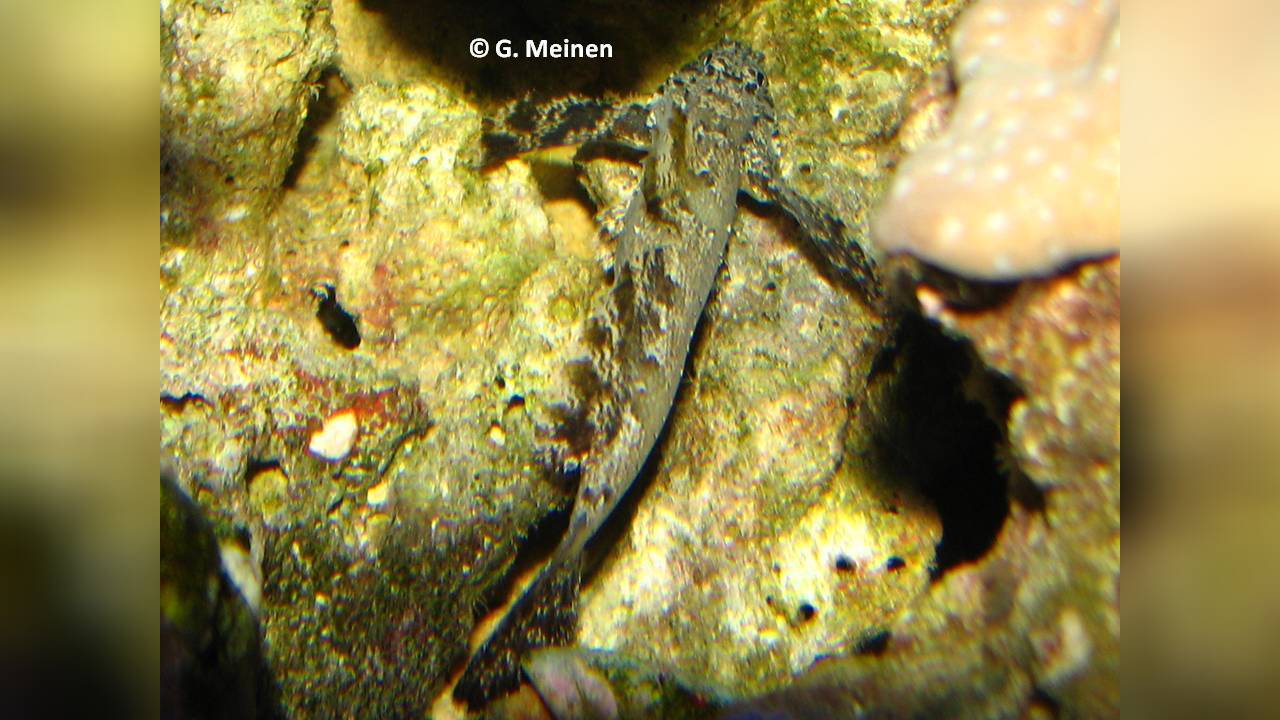 Callogobius hasseltii Hasselt's goby