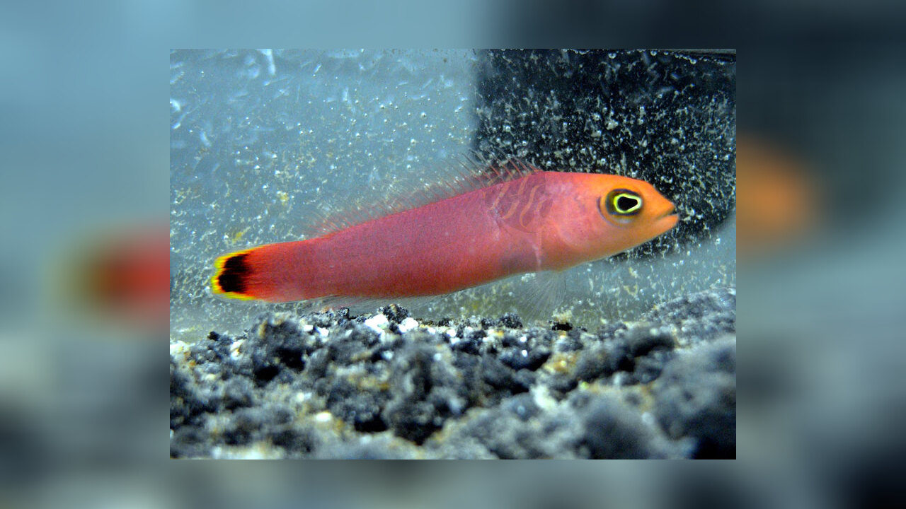Pseudochromis elongatus Red elongated dottyback
