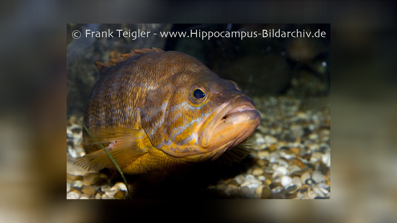 Epinephelus epistictus Zackenbarsch