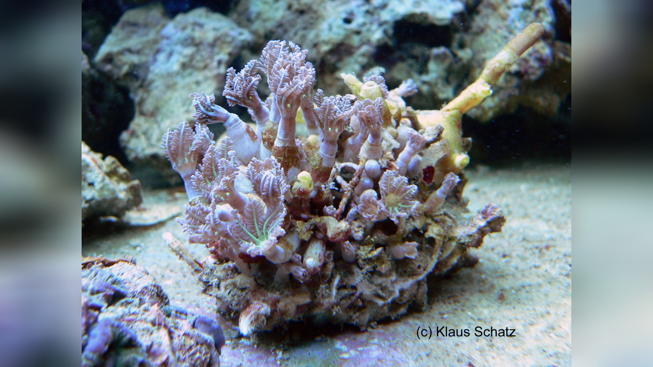 Clavularia viridis Clove Polyps, Palm Tree Polyps , Fern Polyps