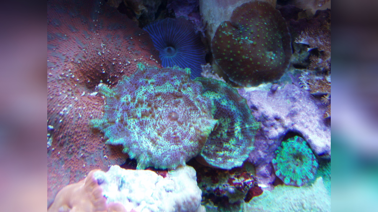 Discosoma neglecta Umbrella mushroom