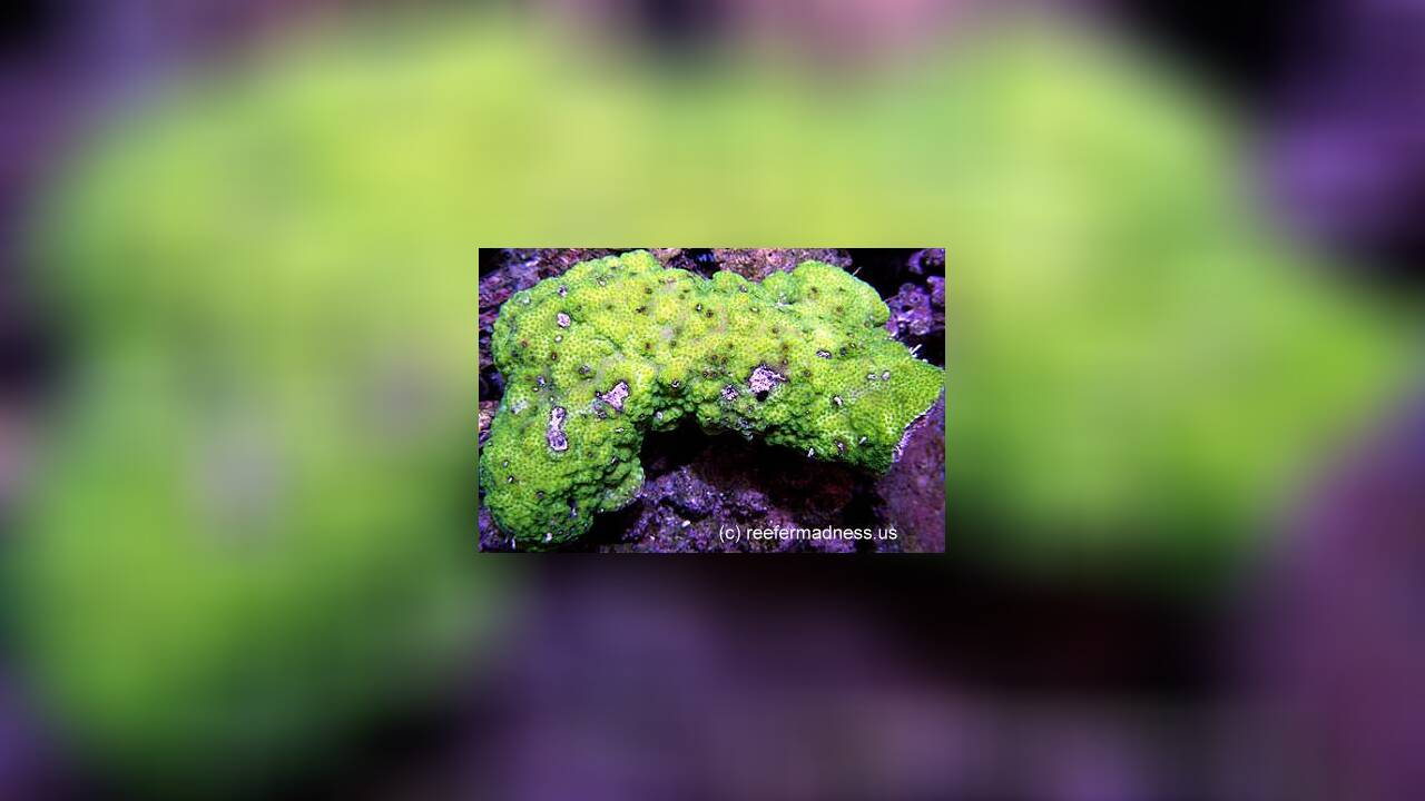 Montipora millepora Kleinpolypige Steinkoralle