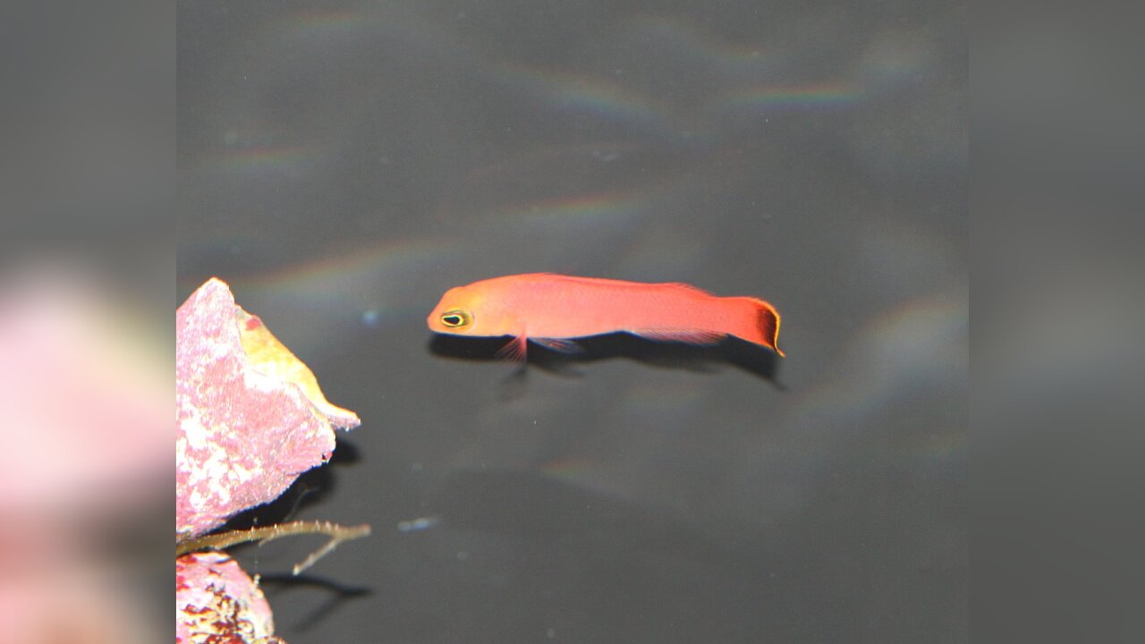 Pseudochromis elongatus Red elongated dottyback