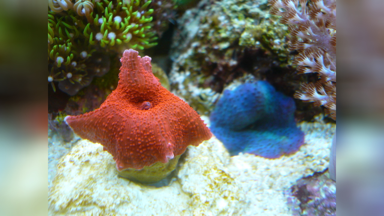 Discosoma sp. 21 Mushroom