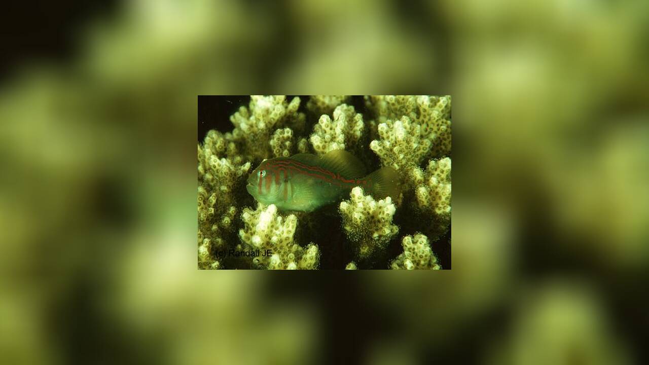 Gobiodon rivulatus Korallengrundel