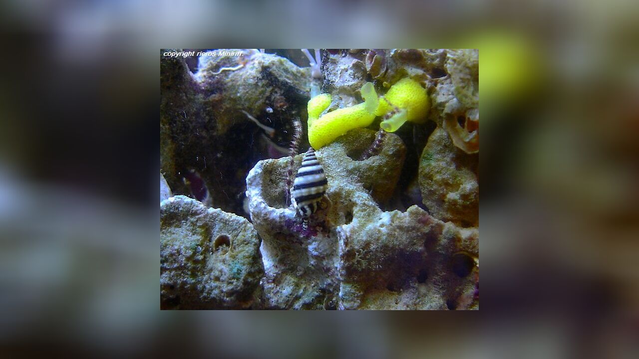 Engina zonalis Banded Engina