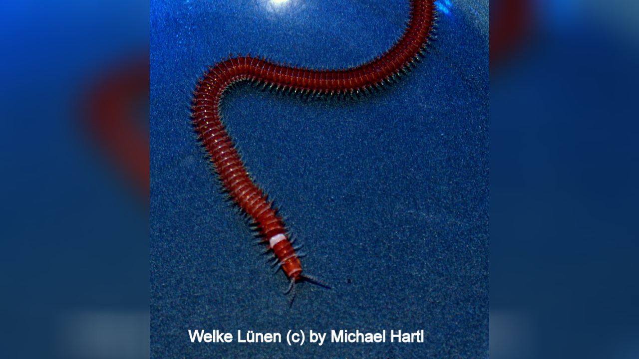 Eunice sp. 01 Ring palolo worm