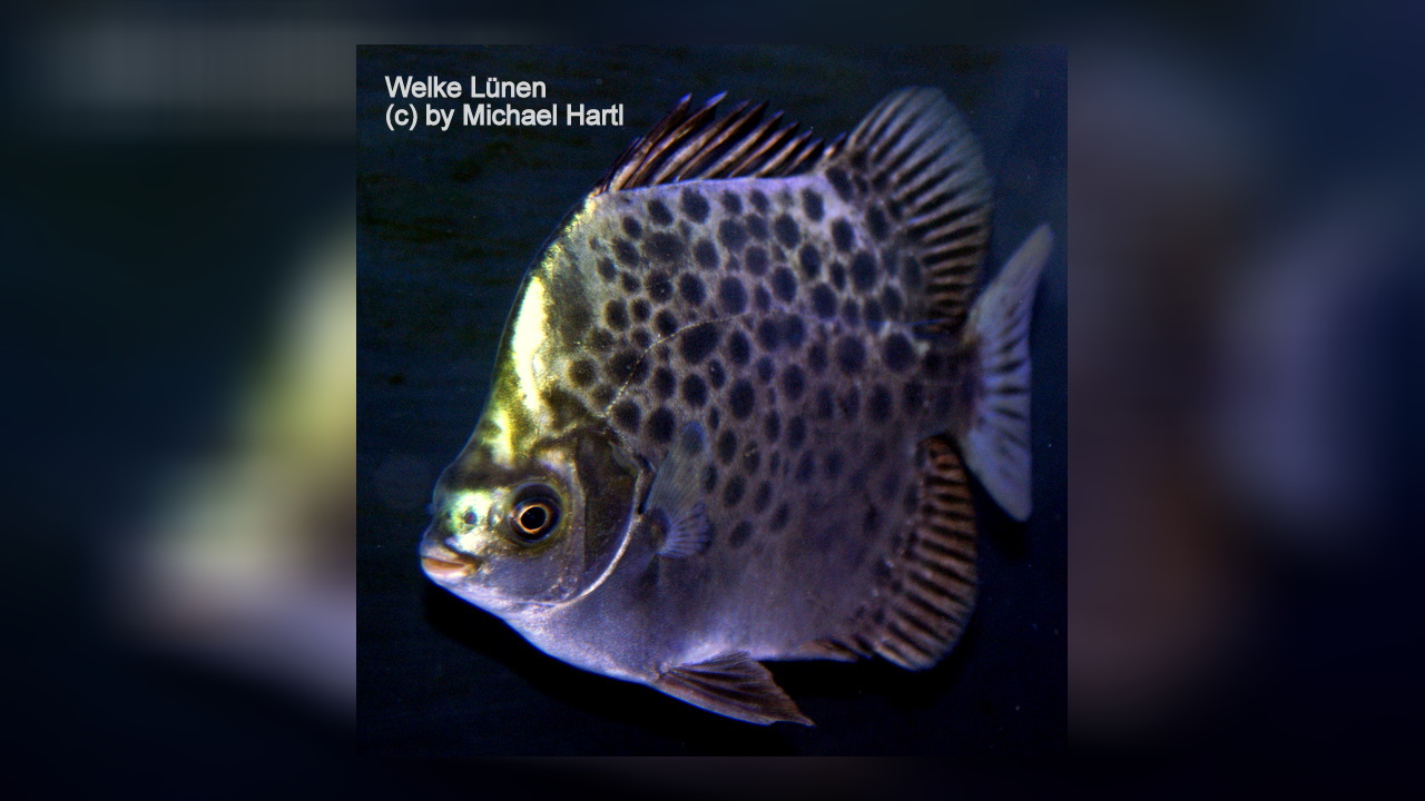 Scatophagus argus Grüner Argusfisch, Roter Argusfisch