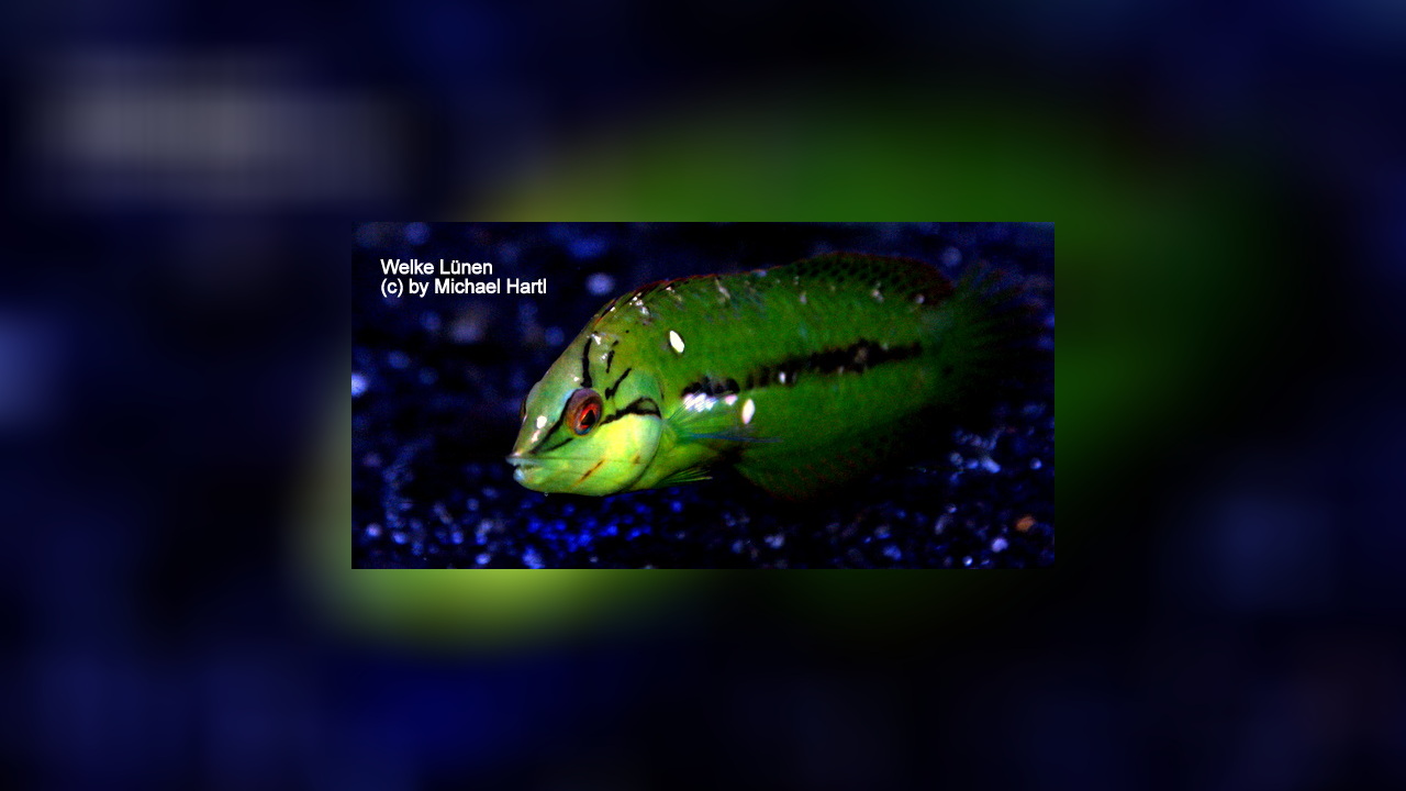 Novaculoides macrolepidotus Green-banner wrasse, Seagrass nurse ...