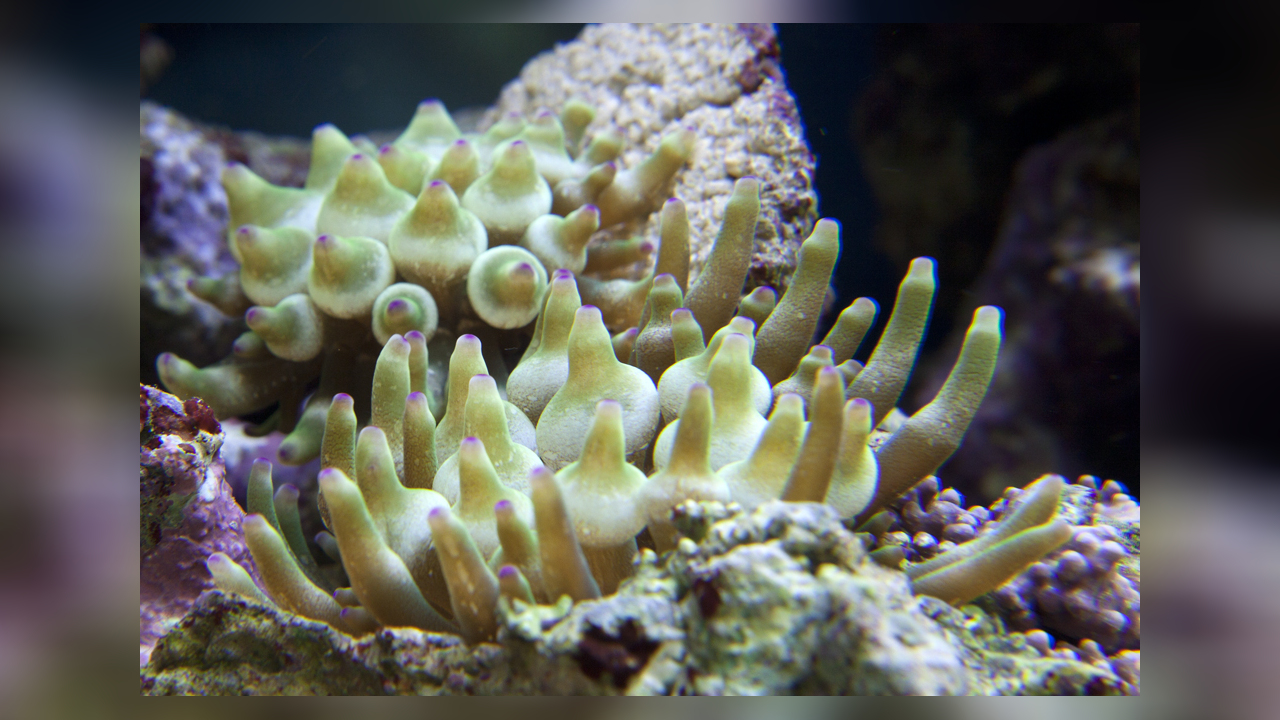 Entacmaea sp. Grüne Mini-Anemone