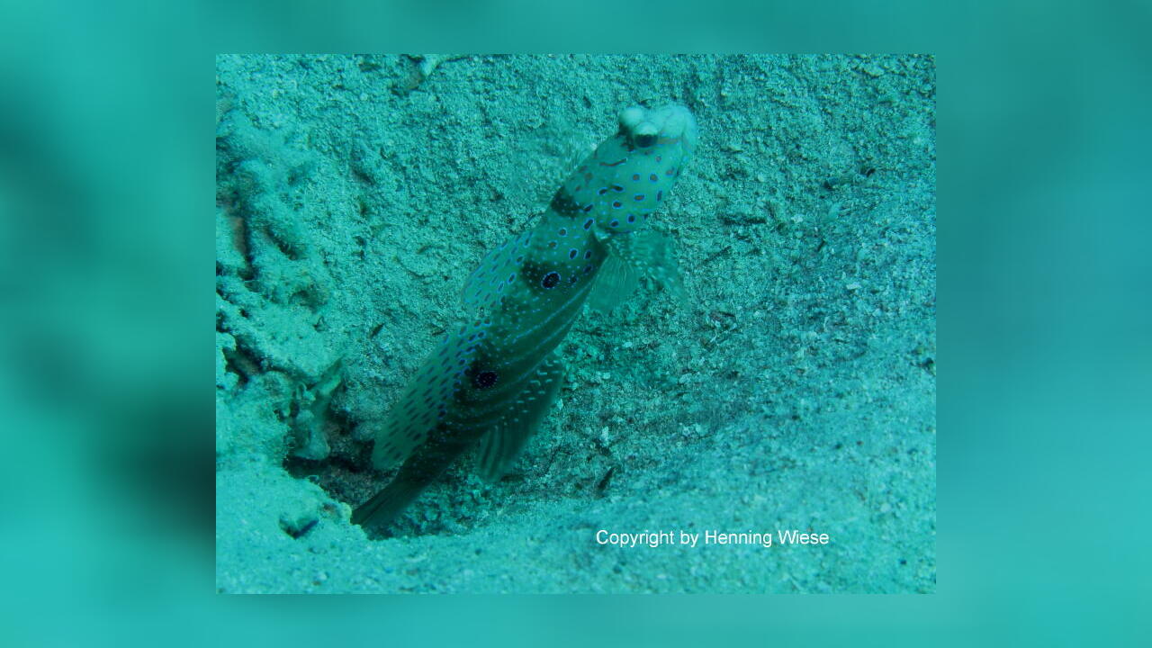 Cryptocentrus caeruleopunctatus Grundel