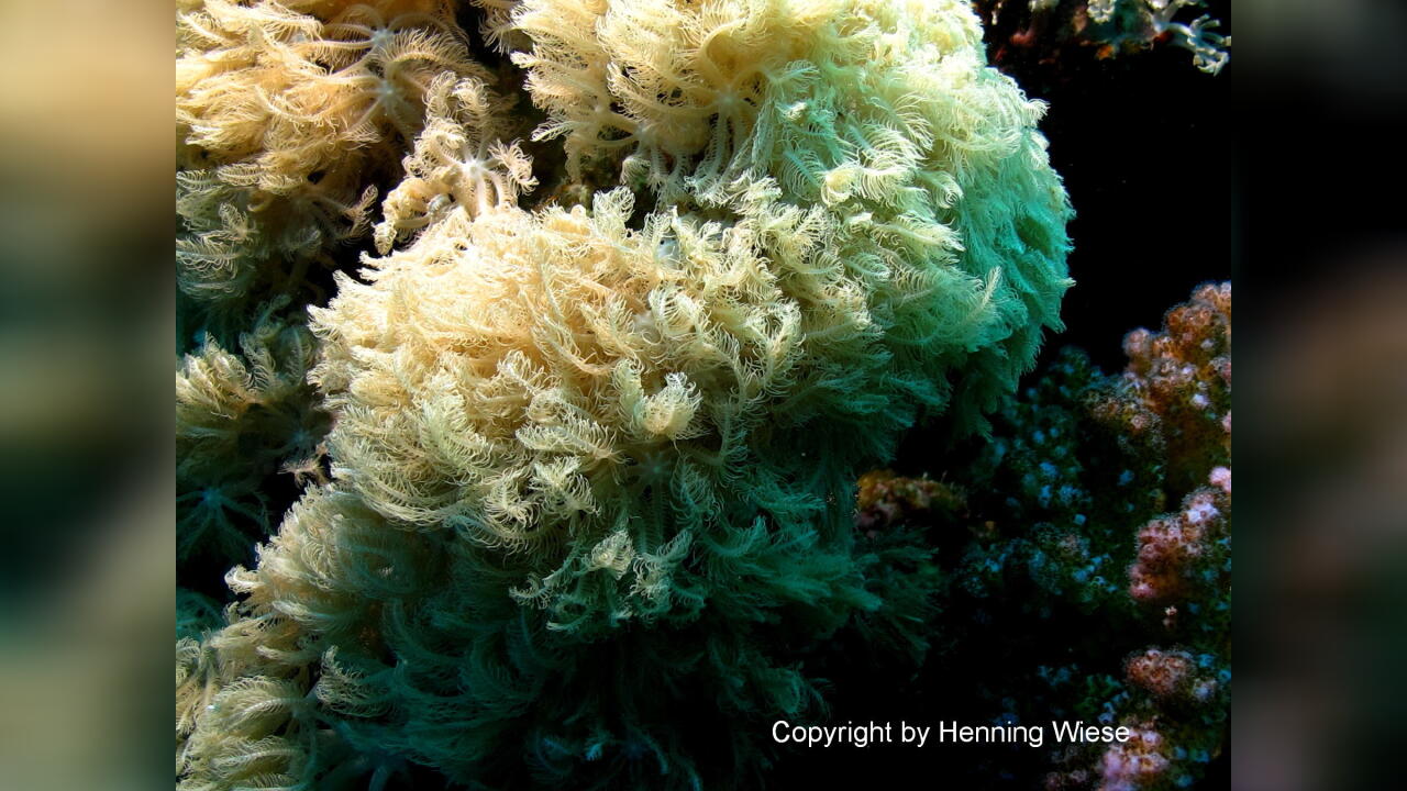 Anthelia glauca Weichkoralle