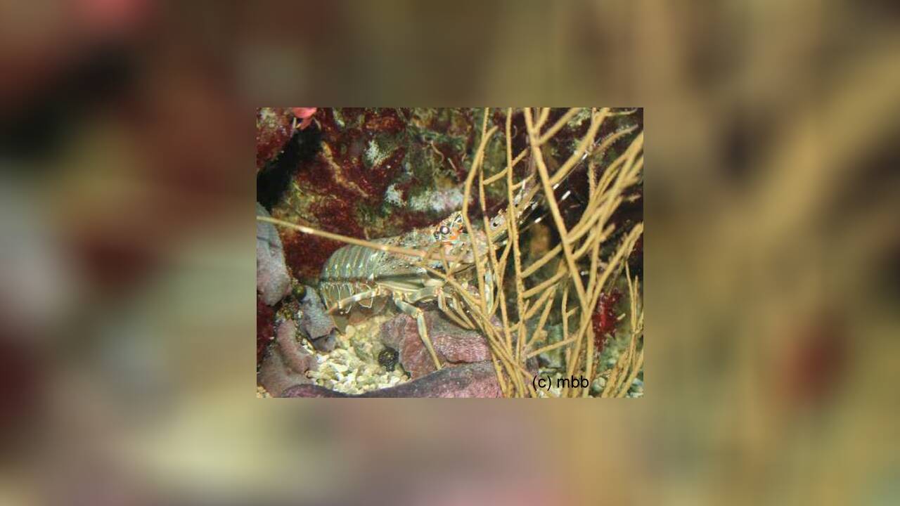 Panulirus homarus Kamm-Languste