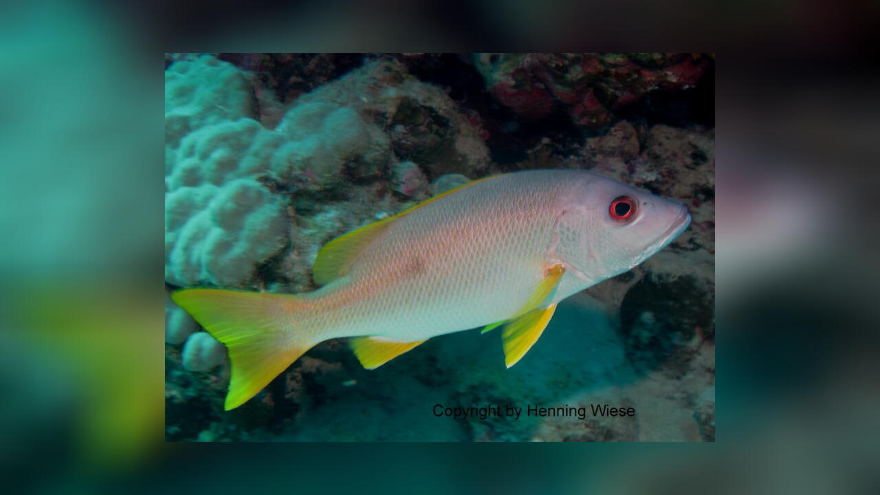 Lutjanus monostigma One-spot snapper