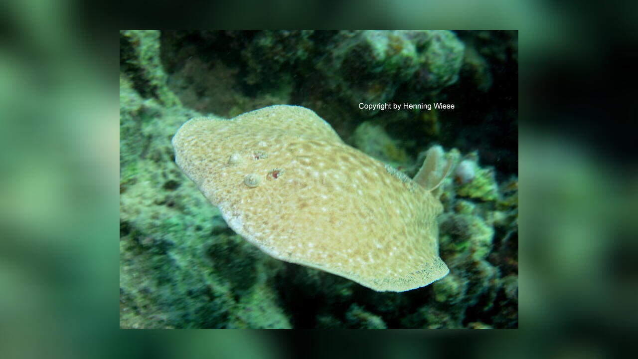 Torpedo panthera Bogenstirn-Zitterrochen