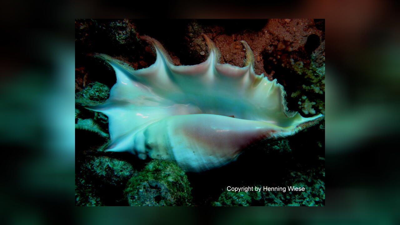 Lambis truncata sebae Flügelschnecke