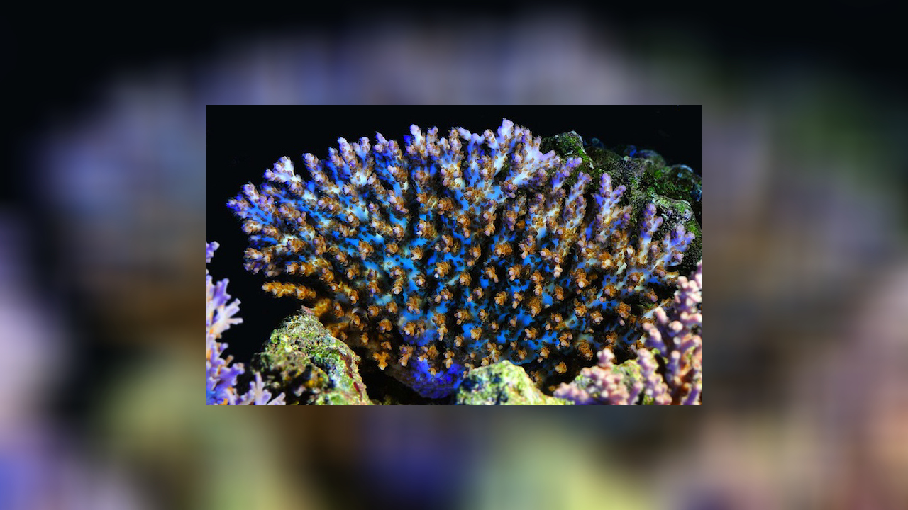 Acropora plana Stony Coral