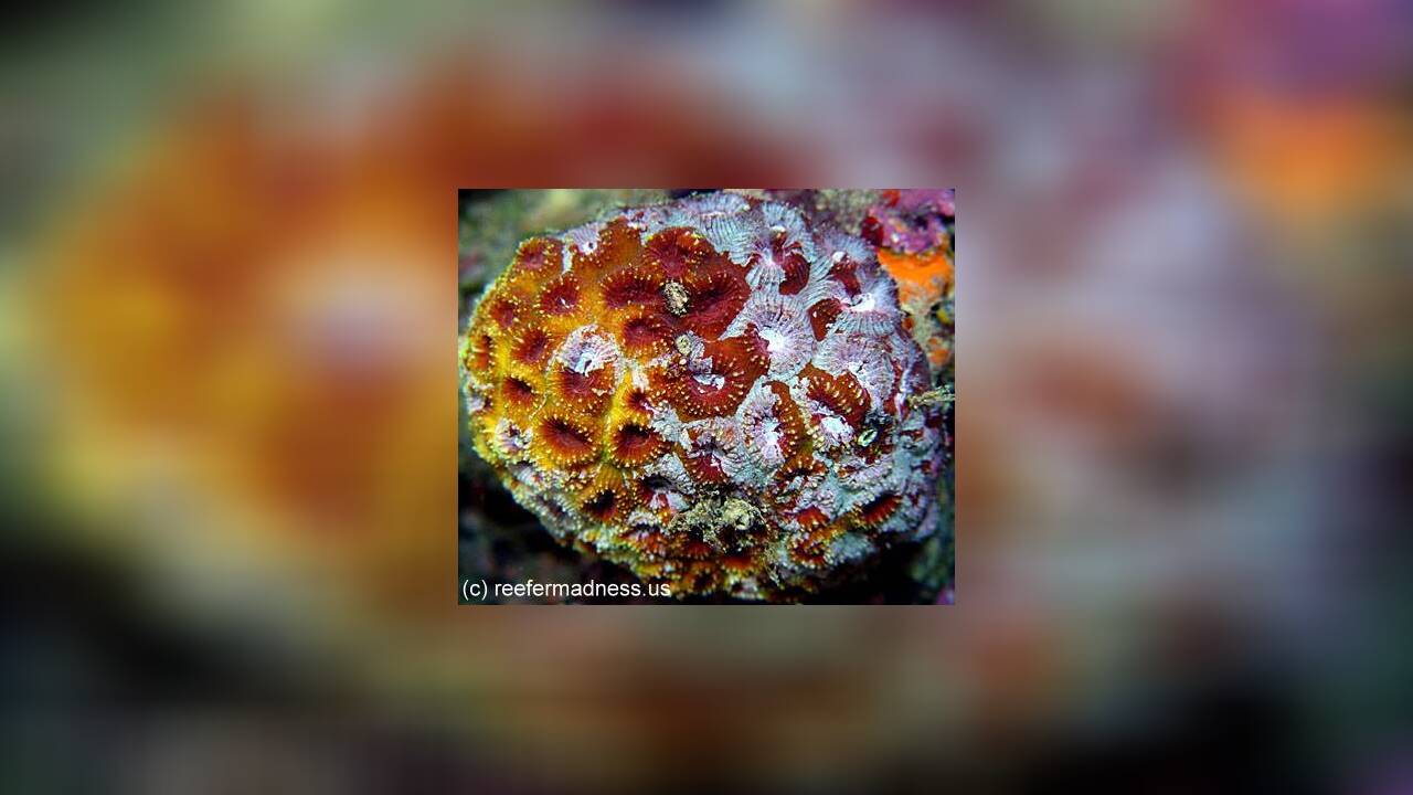 Dipsastraea pallida knob coral