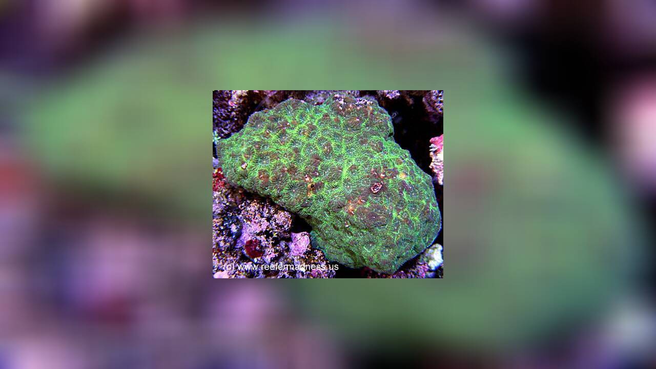 Acanthastrea minuta Acanthastrea minuta