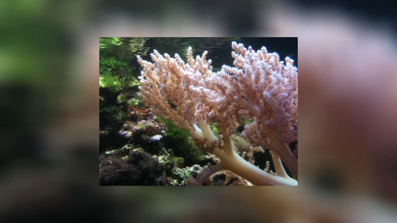 Litophyton. Foto von Litophyton sp. 01