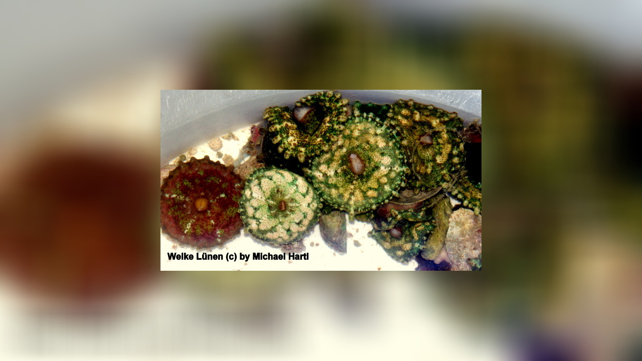 Discosoma neglecta Umbrella mushroom