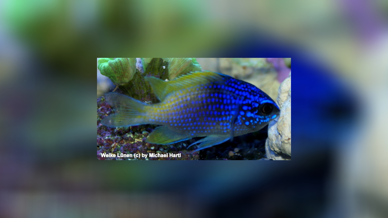 Chromis limbaughi Limbaughs Riffbarsch